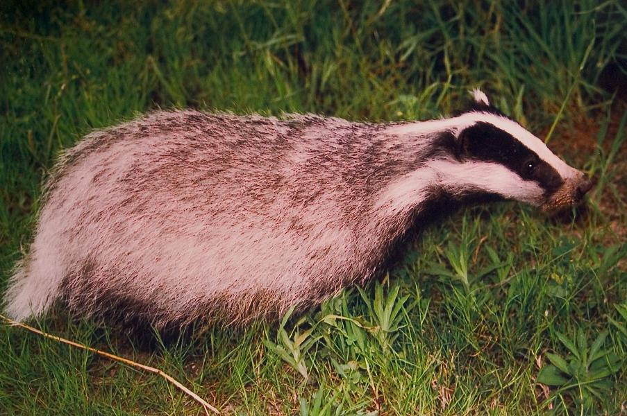 Tejón « Adismonta Reto