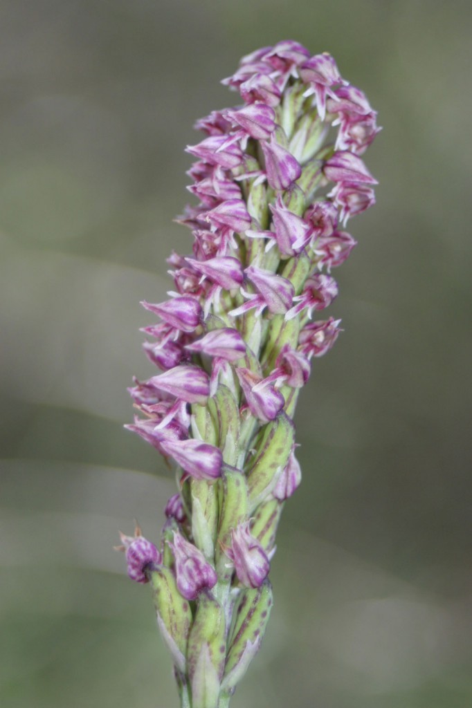 Neotinea maculata « Adismonta Reto