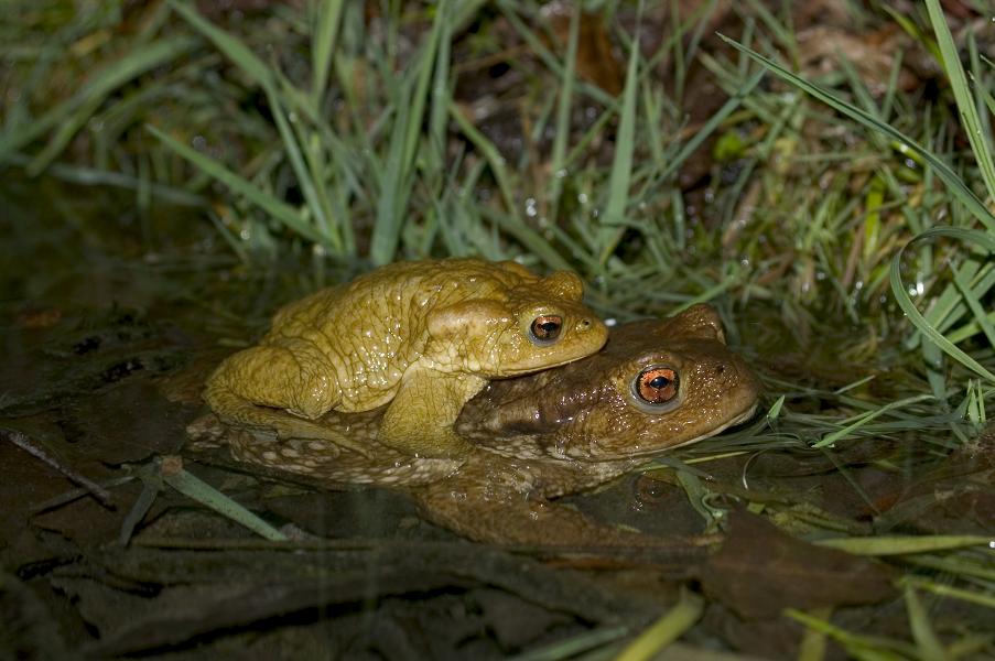 Sapo común (Bufo bufo) « Adismonta Reto